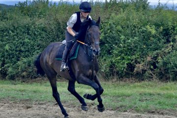 Horses in Training | Harry Fry Racing, Racehorse Trainer