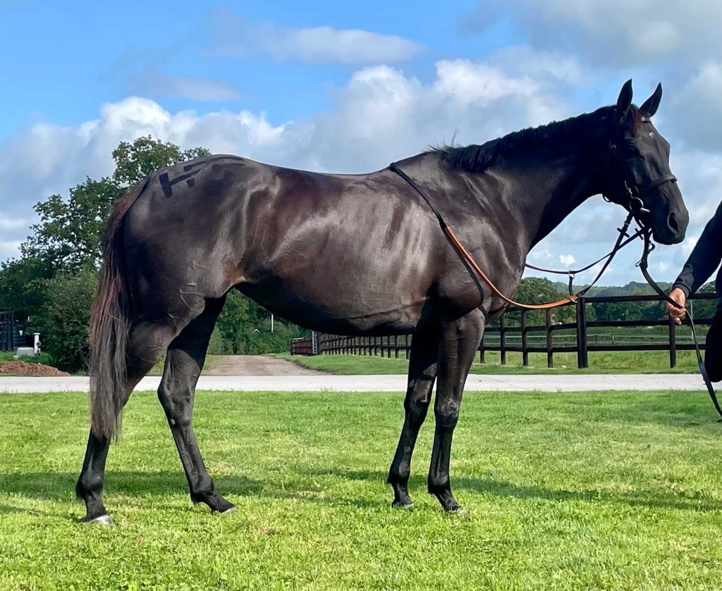 Harry Fry Racing Syndicate - Miss Goldfire | Harry Fry Racing ...