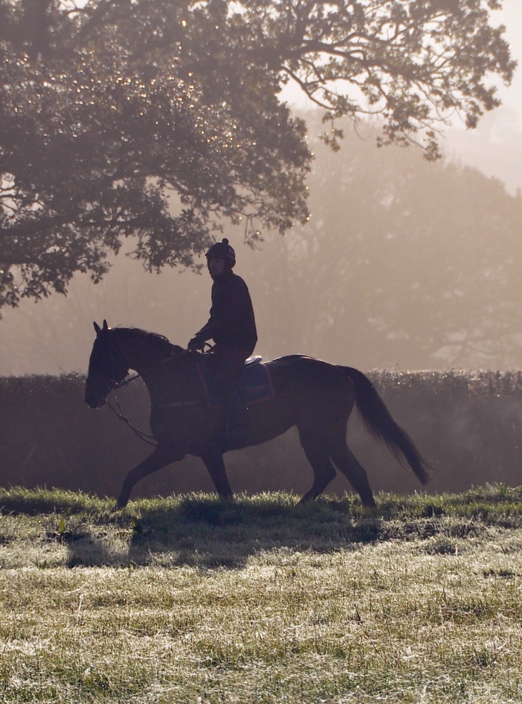 News | Harry Fry Racing, Racehorse Trainer