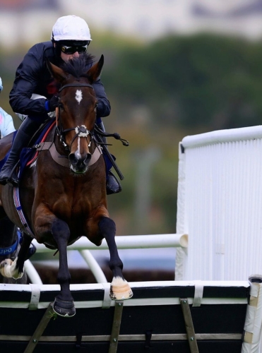 News | Harry Fry Racing, Racehorse Trainer