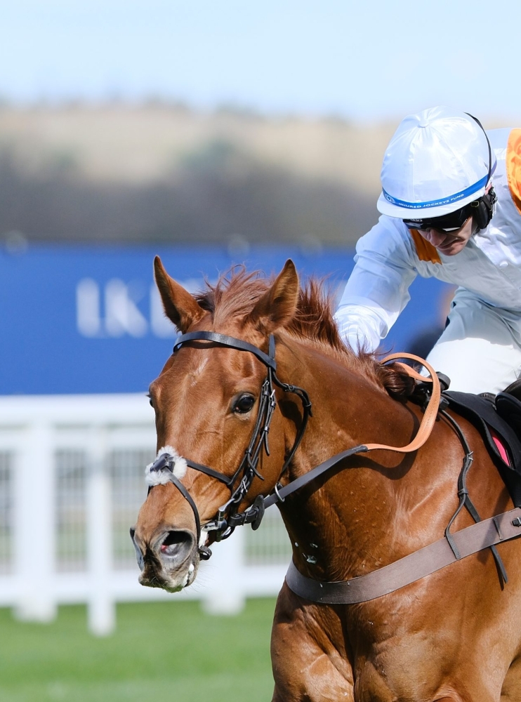 News | Harry Fry Racing, Racehorse Trainer